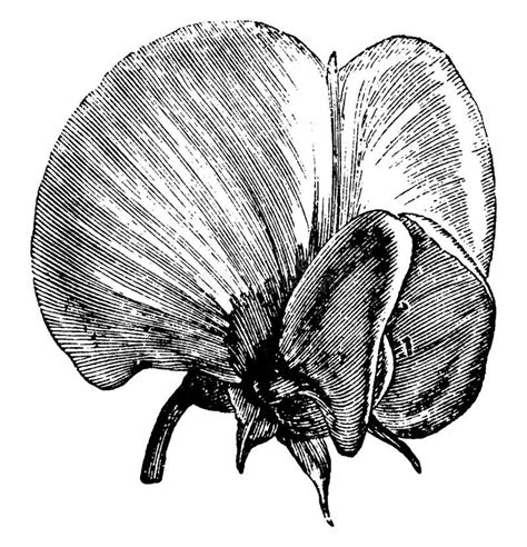Papilionaceous Flower Stock Illustrations 3 Papilionaceous Flower