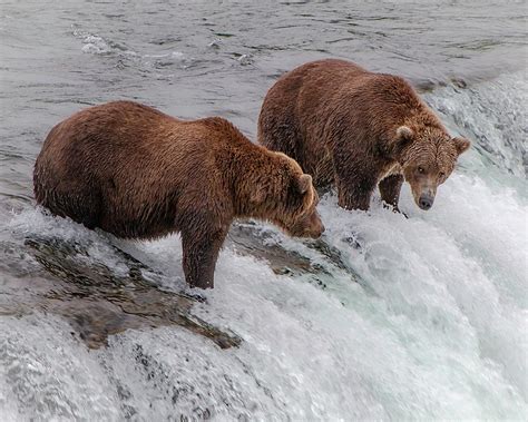 Katmai Bears At The Falls 1543 Photograph By Teresa Wilson Fine Art America
