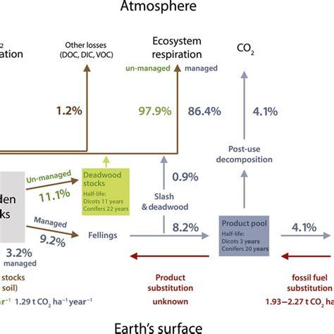 Carbon Flows In Managed And Unmanaged Forest Numbers Indicate The Download Scientific Diagram