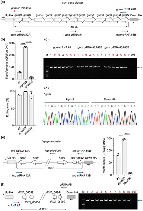 Large Genomic Deletions Generated By Harnessing The Native Type I‐c Download Scientific Diagram