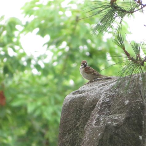 スズメ 太一パパです