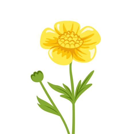 Buttercup Flower Clip Art Illustrations Royalty Free Vector Graphics