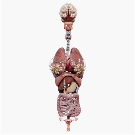 Female Internal Organs 3d Model By Azulutak