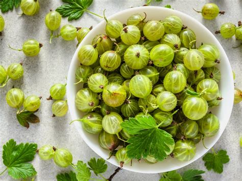 Stachelbeere Die Wilde Verwandte Der Ribisel