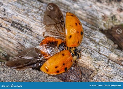 Extreme Magnification Lady Bug With Spread Wings Flying Ladybug
