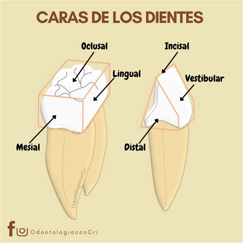 Anatomía Dental De Los Dientes