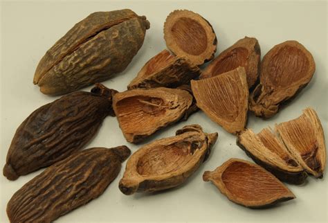 Da Fu Pi Areca Peel Tcm Herb Information Me And Qi