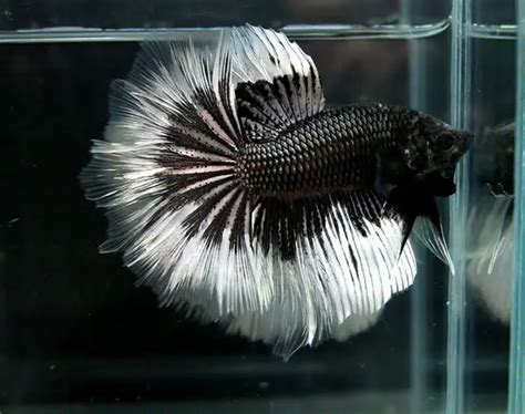 The Bold And Striking Beauty Of Black And White Betta Fish Betta Fish