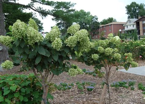 The Best Trees To Plant In Florida Fl Gardening