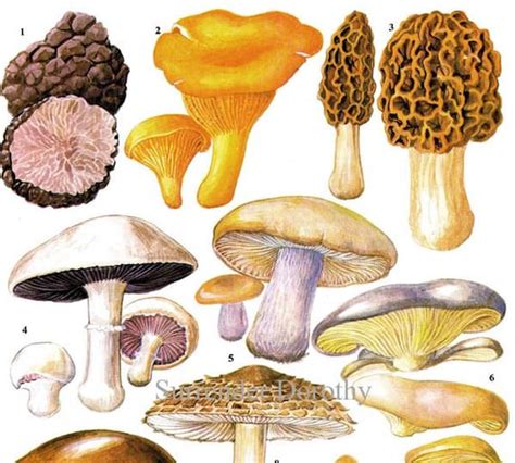 Edible Mushrooms Vegetable Food Chart Botanical Lithograph Etsy