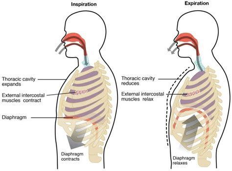 Pulmonary Ventilation Physiology Openanesthesia