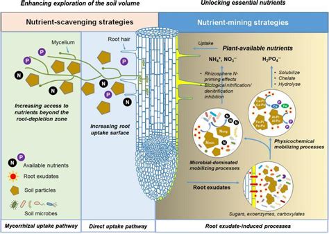 Linking Root Exudation To Belowground Economic Traits For Resource Acquisition Farmpep