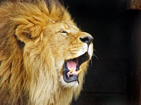 Hear Them Roar Cecil The Lion Killer Costume On Sale For Halloween