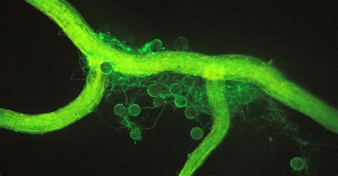 Soils Microbial Market Shows The Ruthless Side Of Forests Lifeboat