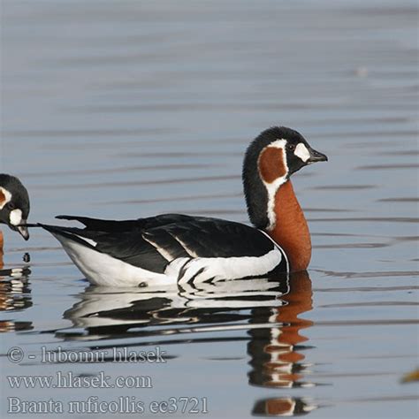 Branta Ruficollis Red Breasted Goose Rødhalset Gås