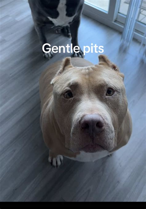Gentle Pitbull Training Tips For Dog Owners Tiktok