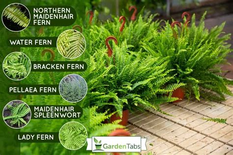Ferns For Pots In Full Sun Outdoors 11 Excellent Ideas For Your