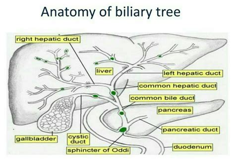 Biliary Tree Anatomy