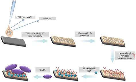 Fabrication Of An Electrochemical Immunosensor For Sensing E Coli By Download Scientific