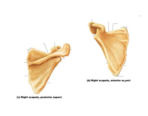 Scapula Posterior And Anterior Labeling — Printable Worksheet