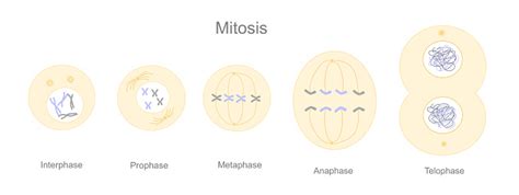 The Process Or Stages Of Cell Division Interphase Prophase Metaphase Anaphase And Telophase