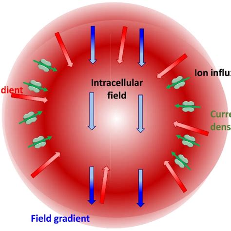 The Various Gradients At The Cell Membrane Created By The Rf Current
