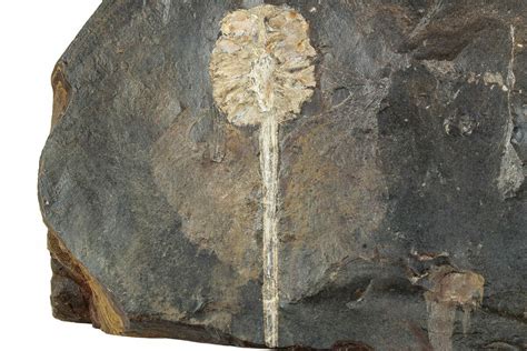 3 2 Fossil Cone Parataxodium With Ginkgo On Other Side 232006 For
