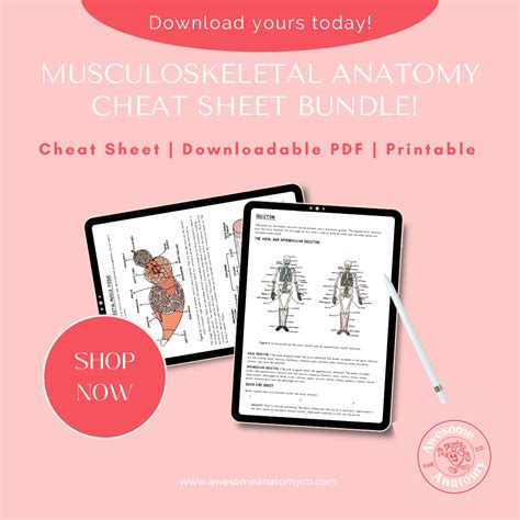 New Bundle Pdf A4 Cheat Sheet Bundle Musculoskeletal Anatomy Digital