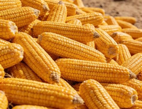 Corn Cold Storage Essential Techniques For Safety