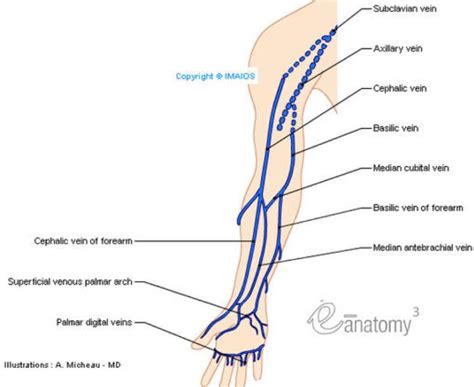 Picc Line Vein Anatomy Upper Limb Anatomy Superficial Veins Anatomy