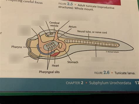 Diagram Of 6 Protochordates Deuterosomes Tunicate Larvae Quizlet