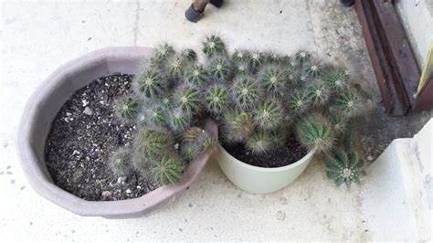 Mutant Cactus Furniture And Home Living Gardening Plants And Seeds On