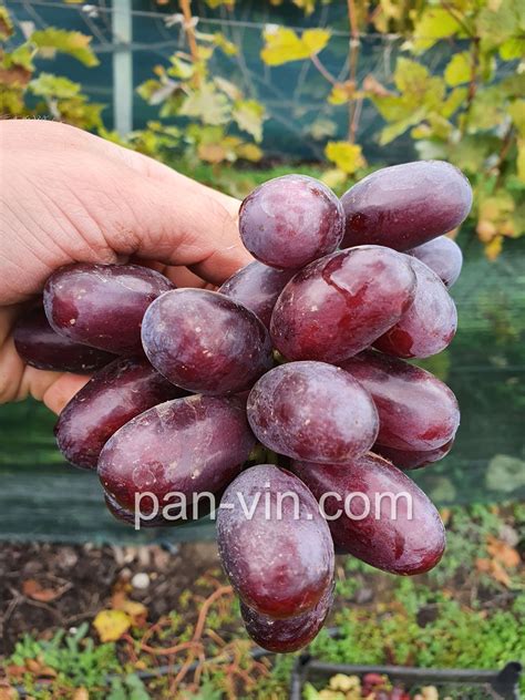 Этюд — pan-vin.com