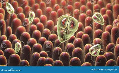 Giardia Lamblia Protozoan The Causative Agent Of Giardiasis Royalty