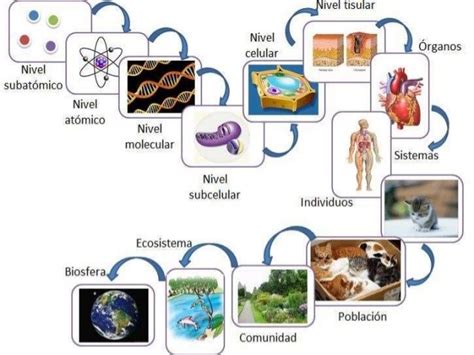 Niveles De OrganizaciÓn De La Materia