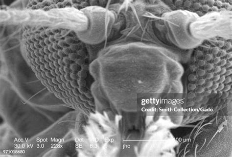 Electron Micrograph Mosquito Photos And Premium High Res Pictures Getty Images