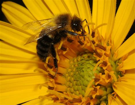 Silphium Perfoliatum Asteraceae