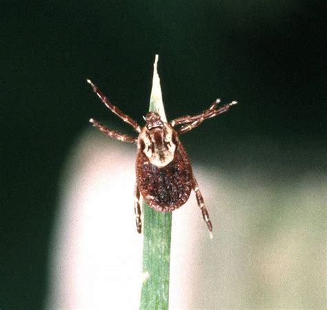 Ticks And Tickborne Diseases Of Utah Usu