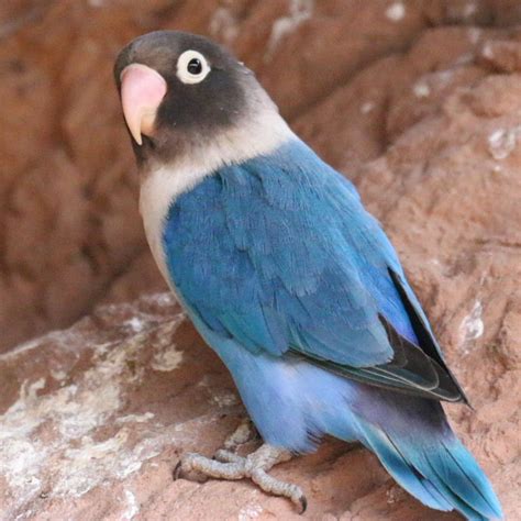 Masked Lovebird Mutations