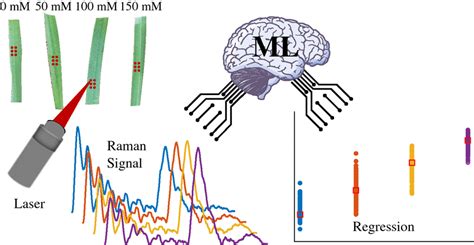 Outline Of The Raman Based Machine Learning Procedure For Predicting