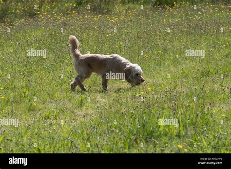 Lola The Cockapoo Enjoys The Sun In A Rivington Buttercup Field Of