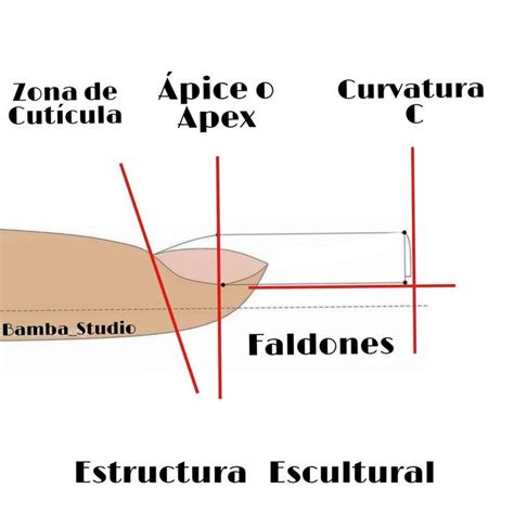 Estructura De Una Uña Acrílica Estructura De Uñas Acrilicas Anatomia