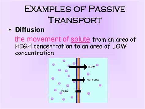 What Is Passive Transport Examples At Carla Apgar Blog