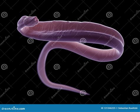 Ascariasis Cartoons Illustrations And Vector Stock Images 309 Pictures