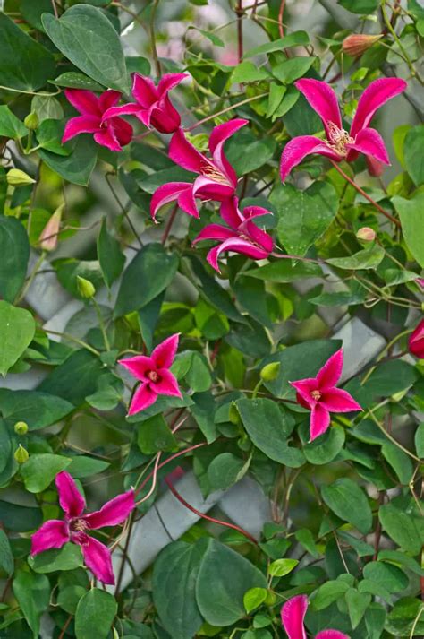 Growing Clematis The Complete Guide Gingham Gardens