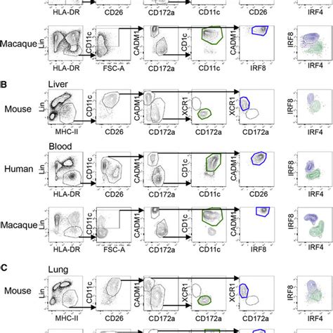Unsupervised Identification Of Cdc1 And Cdc2 Across Mouse Tissues Using Download Scientific