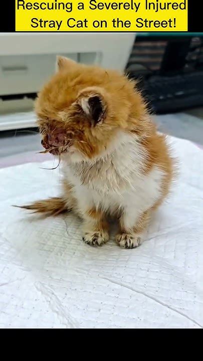 Rescuing A Severely Injured Stray Cat On The Street Rescuecat Youtube
