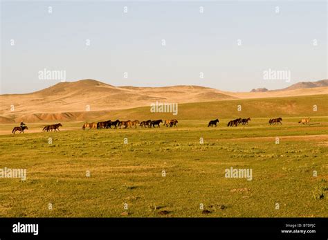 A Mongol Herdsman With His Herd Of Horses In The Vast Mongolian
