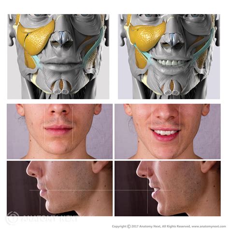 Zygomaticus Major Function