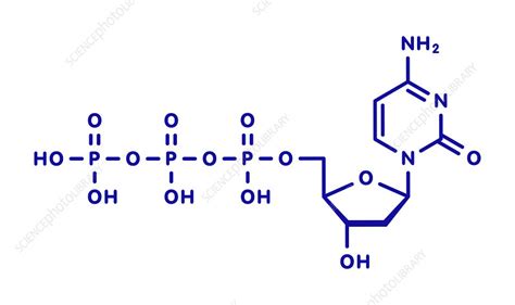 Deoxycytidine Triphosphate Nucleotide Molecule Illustration Stock Image F0278422 Science